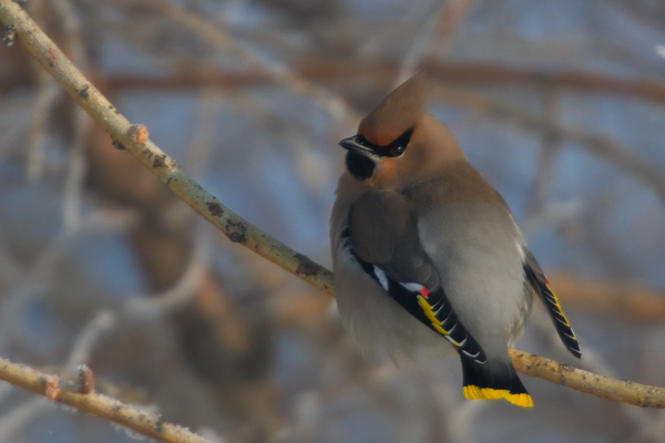 BIRDING MONGOLIA