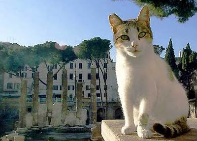 The Buffy's blog: I Gatti di Roma