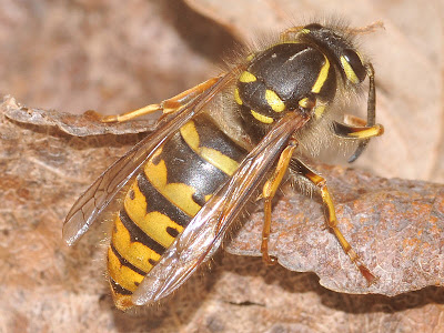 Bedfordshire's flora and fauna online: Common Wasp Queen