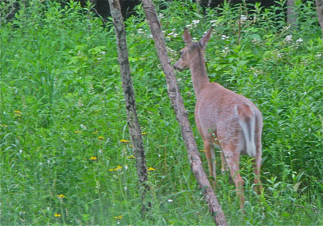 Island Woman's Culebra: Early light and deer surprise