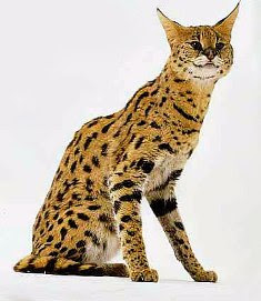 Senderismo de Burgos - El Serbal Silvestre: El otro Serval