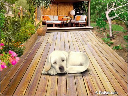Animals Rule!: FooPets