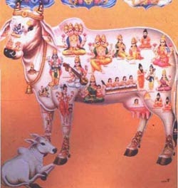 The Holy Cow Worshipped in Hindu Religion | Hindu Blog
