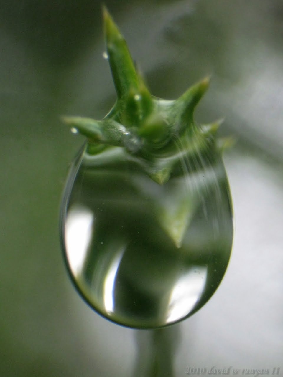 Near to Nature: Magnified Raindrops