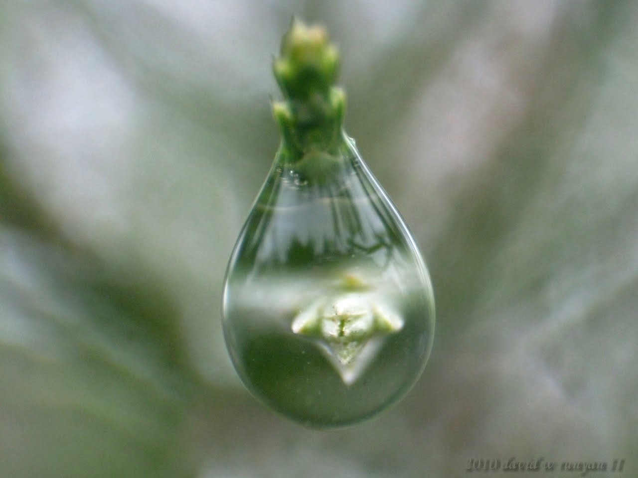 Near to Nature: Magnified Raindrops