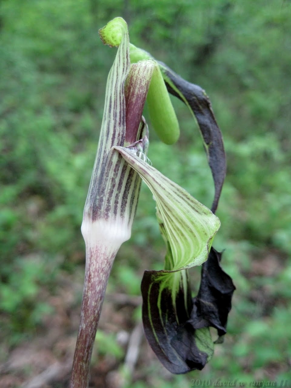 Near to Nature: Wildflowers and Tree Blossoms