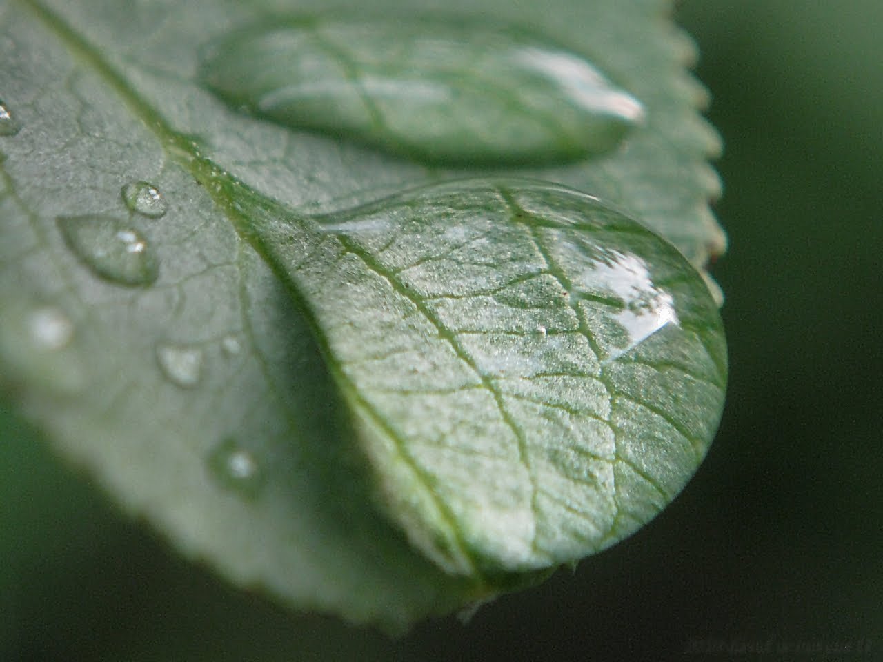 Near to Nature: Magnified Raindrops