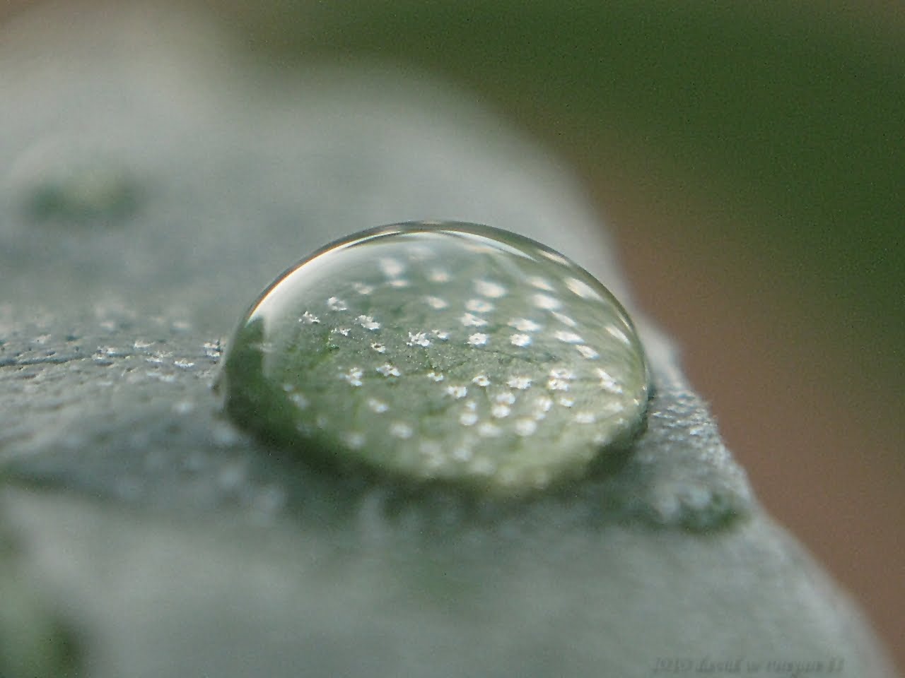 Near to Nature: Magnified Raindrops