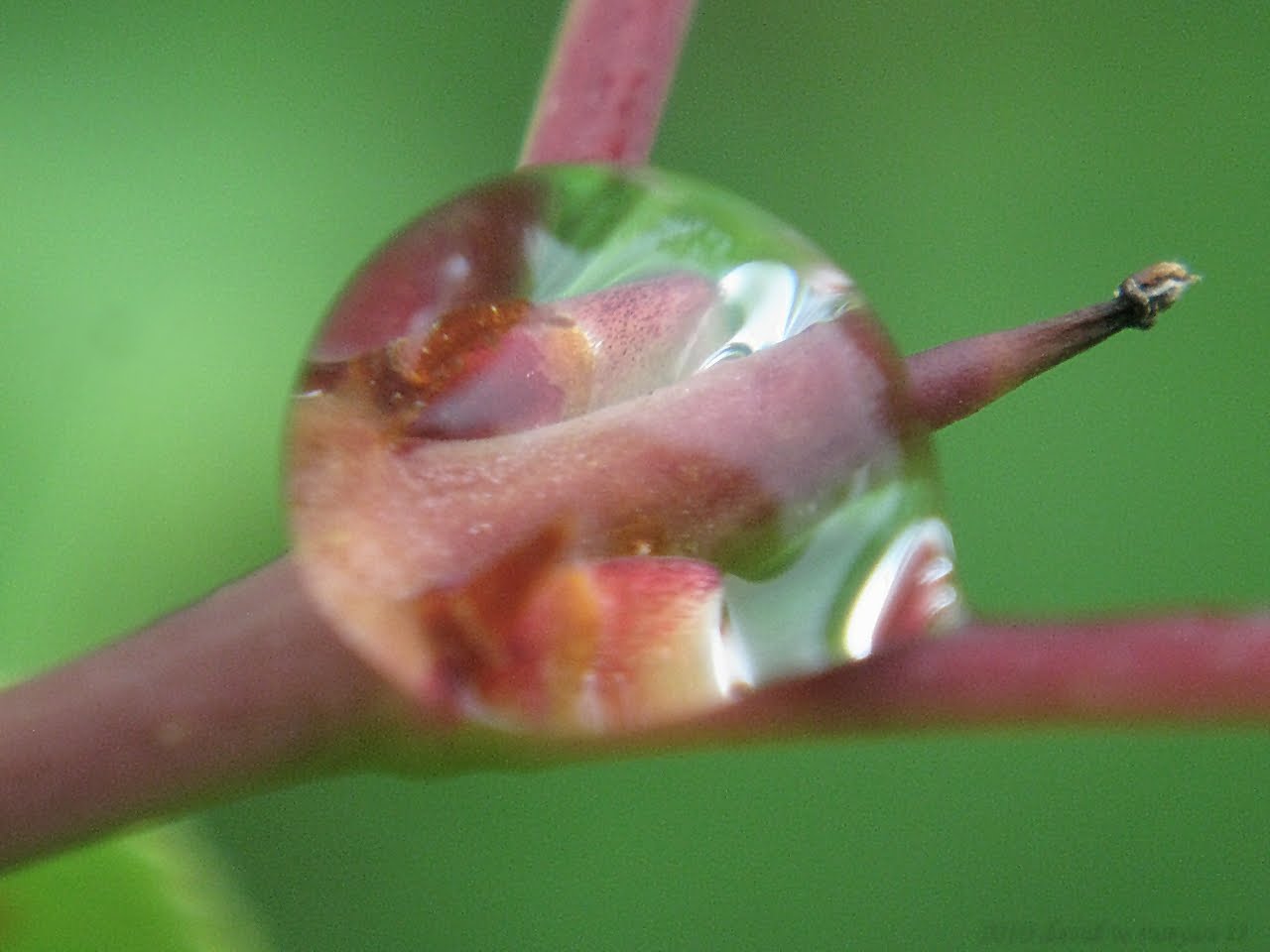 Near to Nature: Magnified Raindrops
