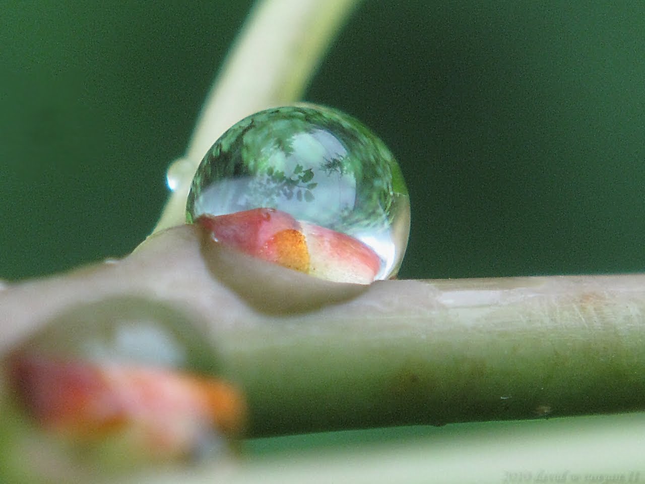 Near to Nature: Magnified Raindrops