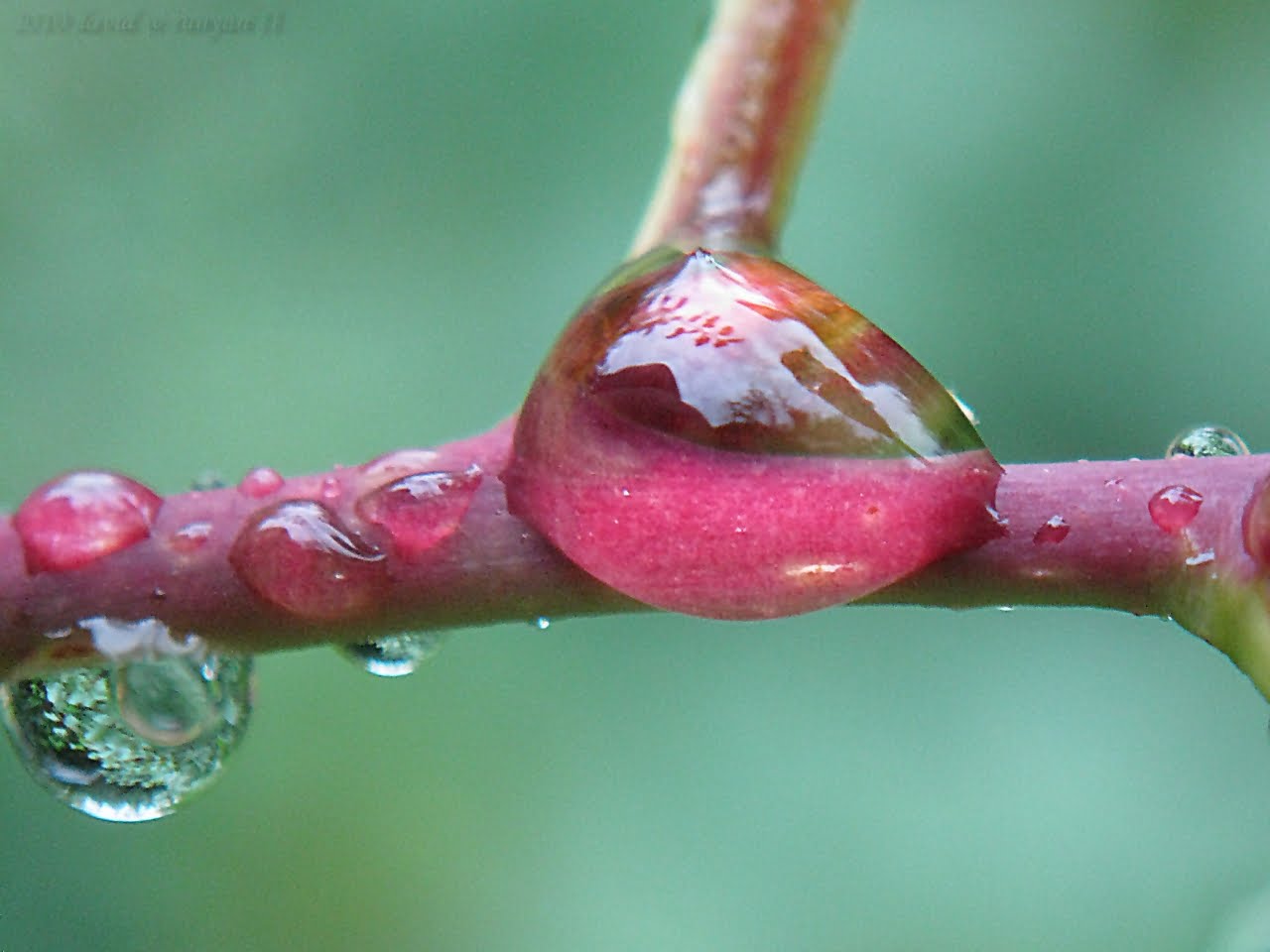 Near to Nature: Magnified Raindrops