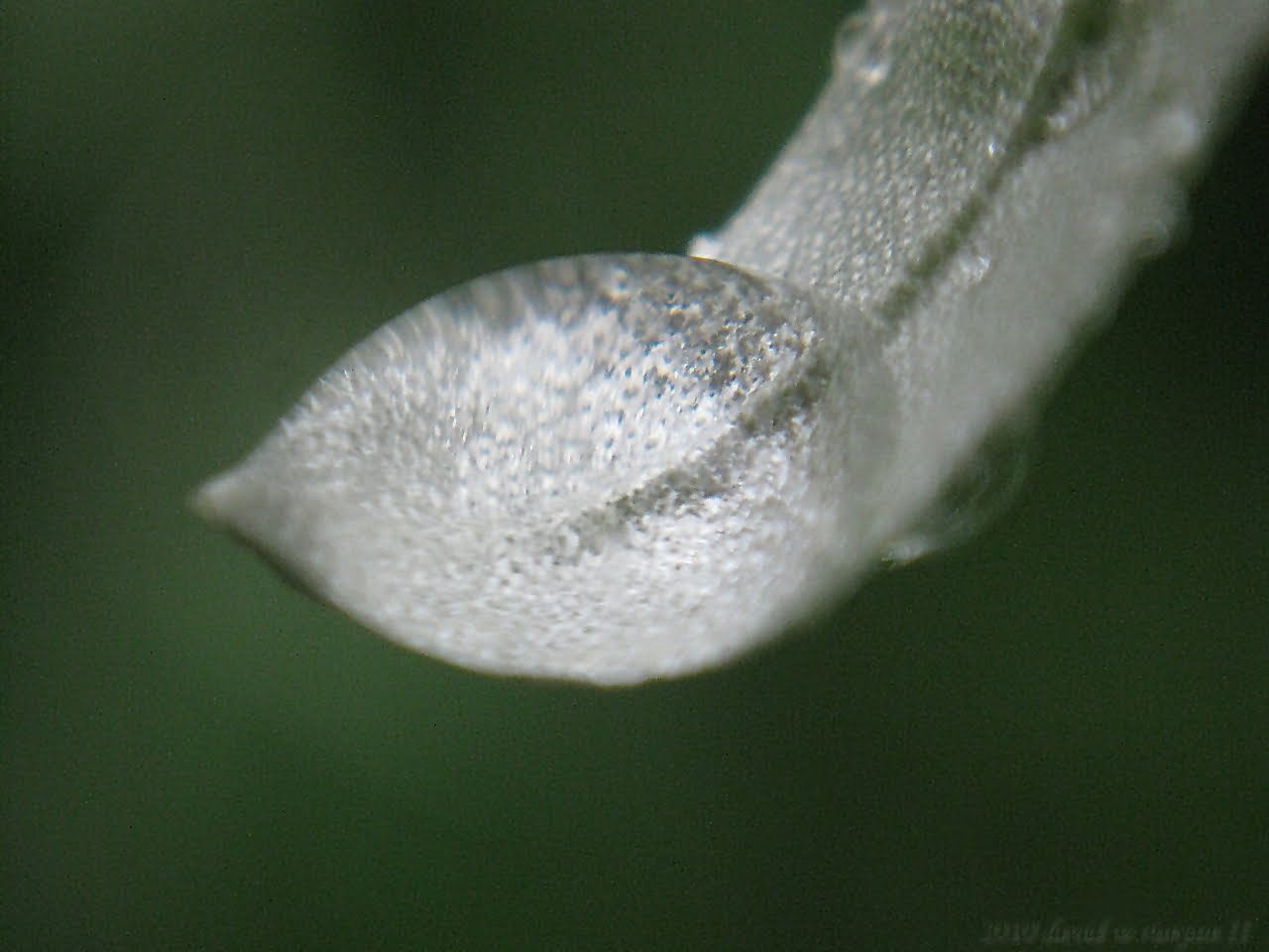Near to Nature: Magnified Raindrops