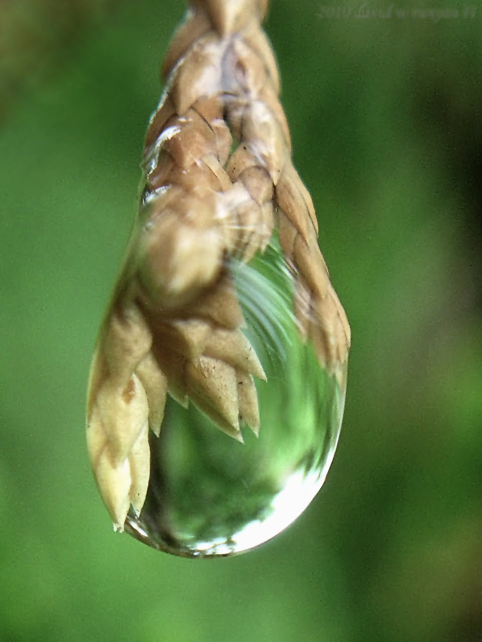 Near to Nature: Magnified Raindrops