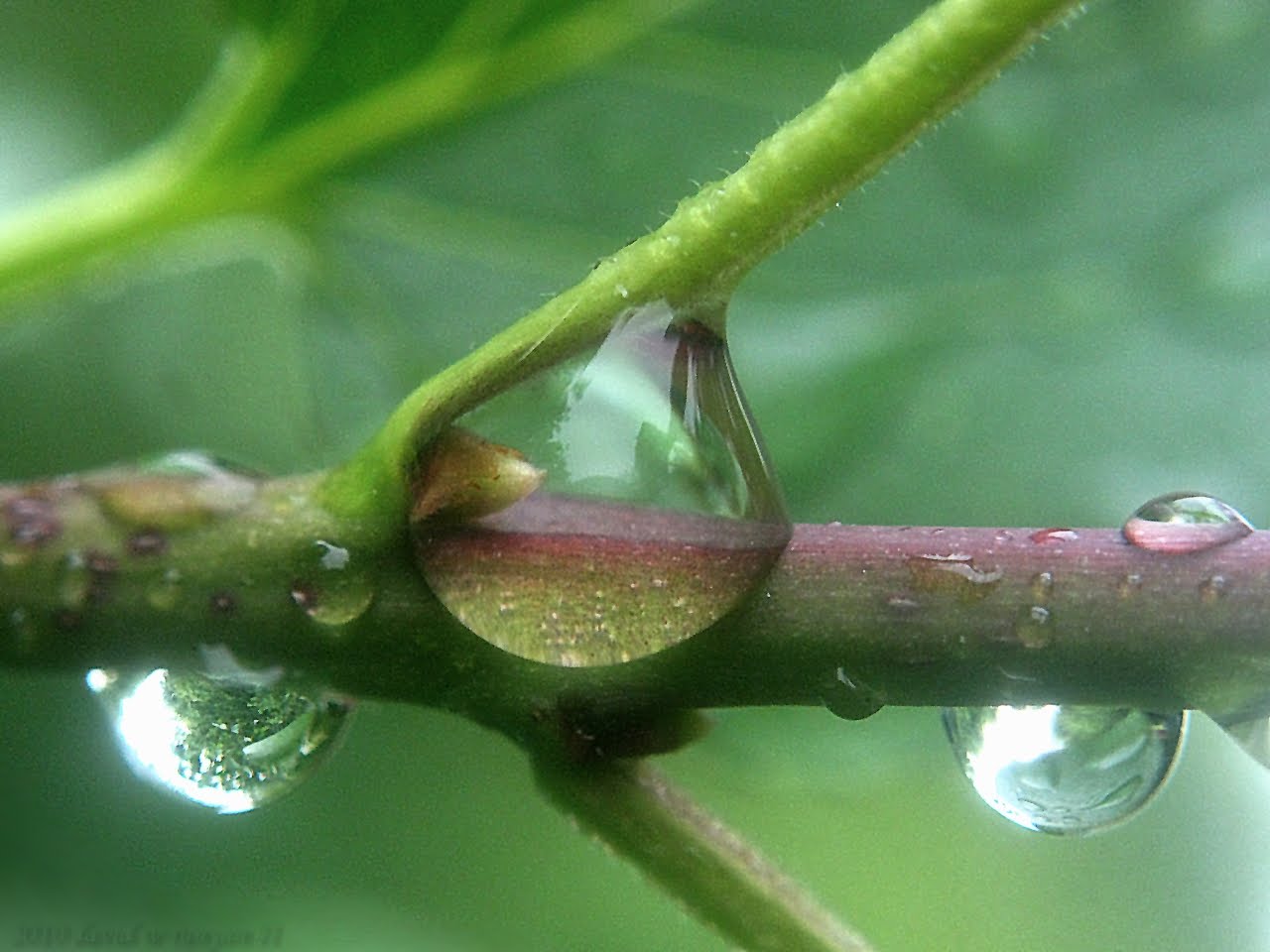 Near to Nature: Magnified Raindrops