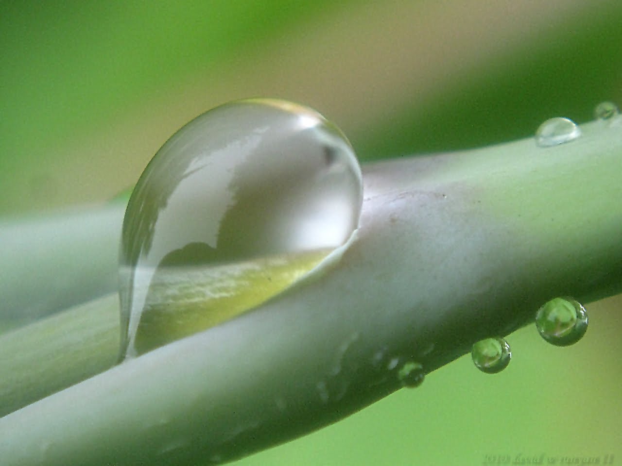 Near to Nature: Magnified Raindrops