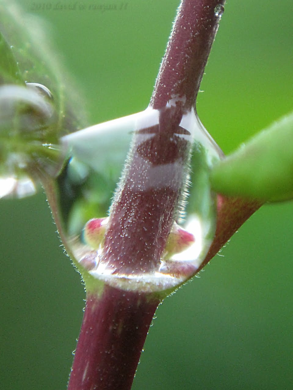 Near to Nature: Magnified Raindrops