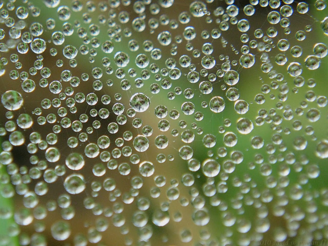 Near to Nature: Magnified Raindrops