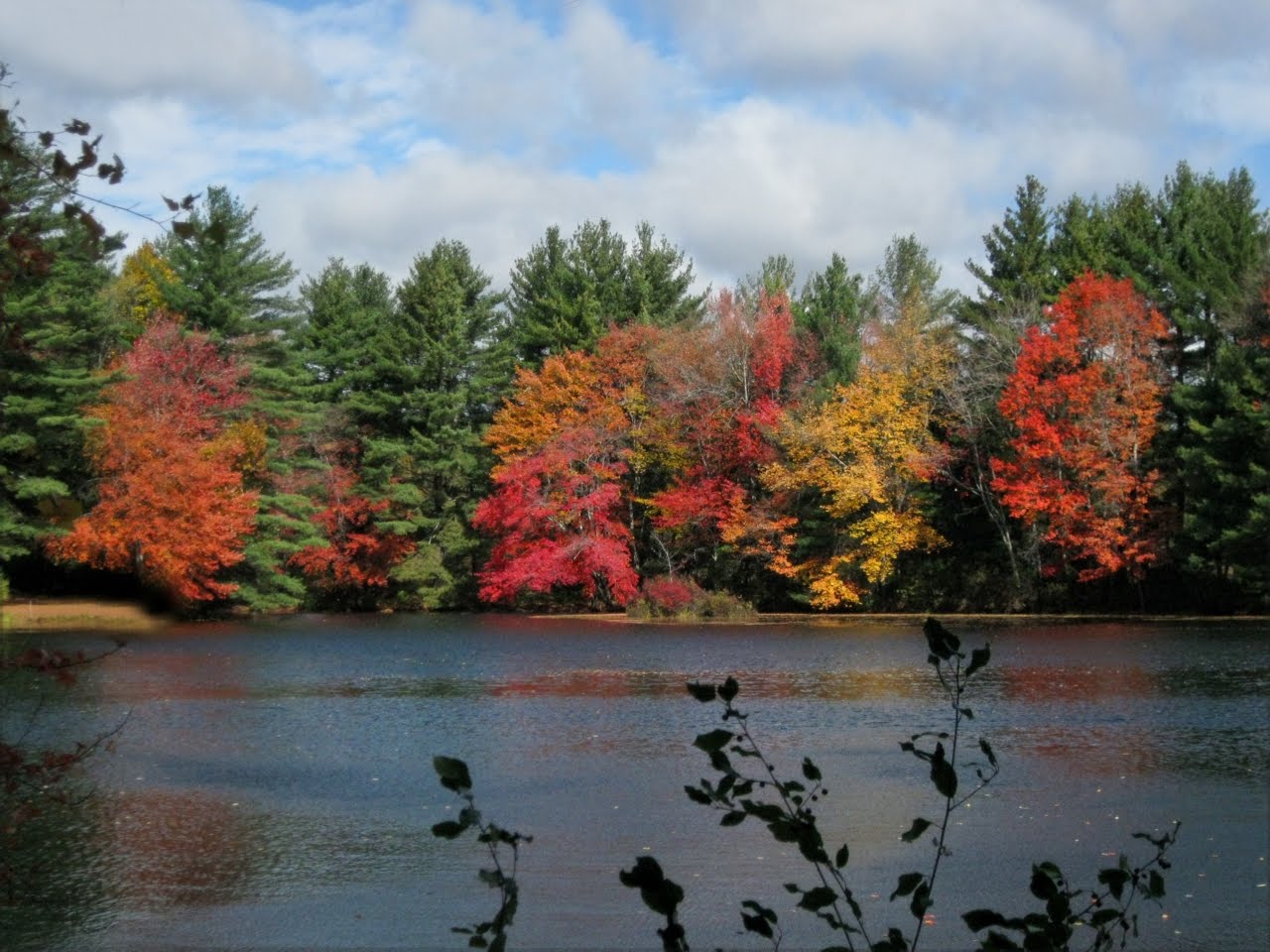 Near to Nature: Autumn Colors and Forest Vistas