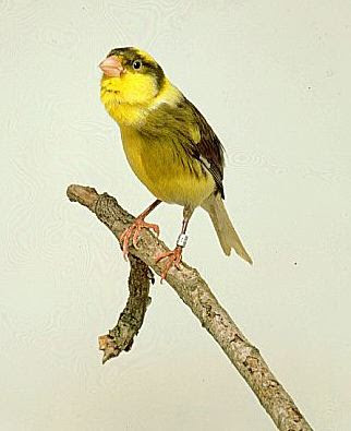 Canários - O Homem e as aves - Canários : canário Harz /canário Flauta ...