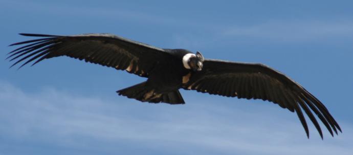 Dibujos del cóndor de los andes para niños - Imagui