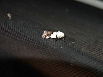 MObugs: Bird Dropping Moth