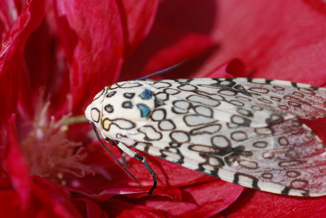 MObugs: Great Leopard Moth