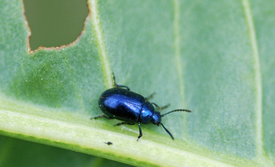 MObugs: Green Dock Beetle