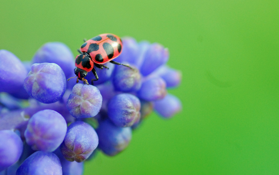 MObugs: Spring Insects