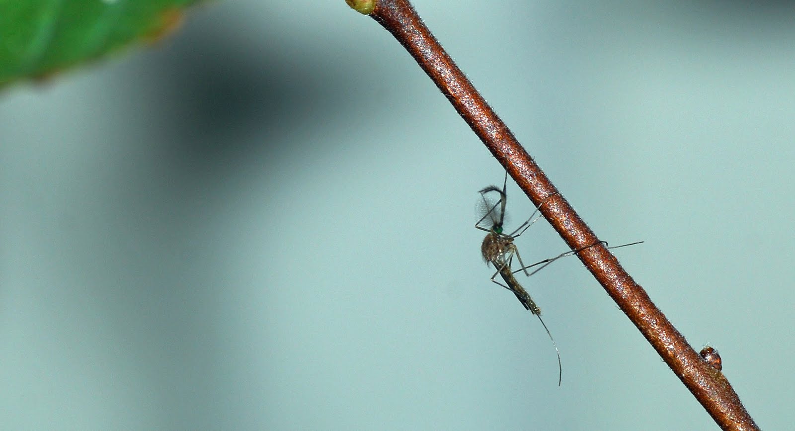 MObugs: Elephant Mosquito