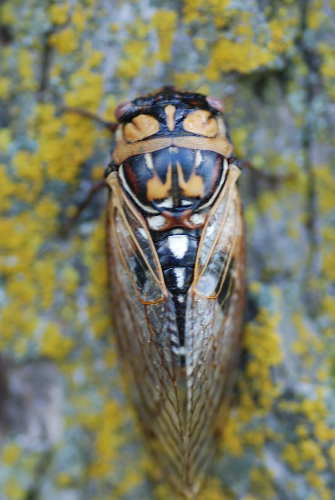 MObugs: Dog-Day Cicadas