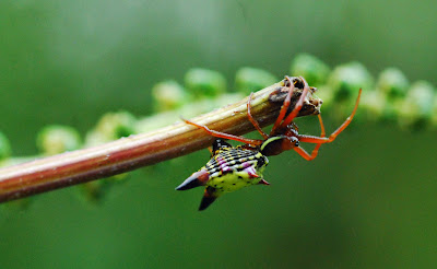 MObugs: Arrowhead Spider