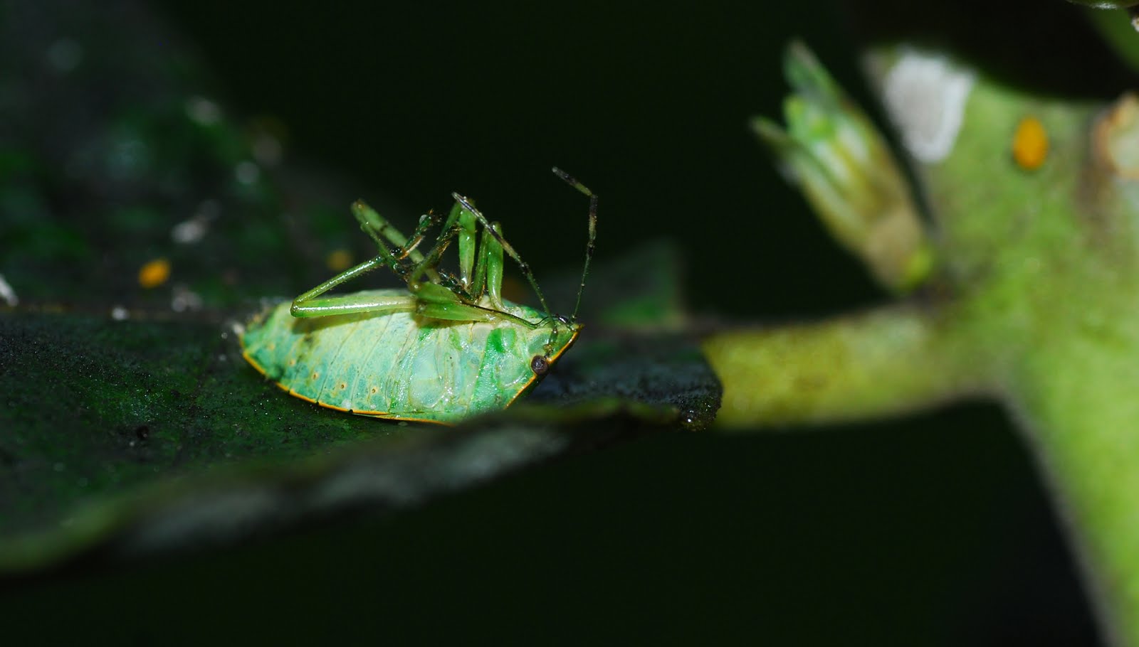 Mobugs Green Stink Bug