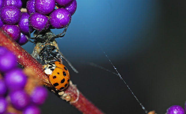 American Eyespot Lady Beetle