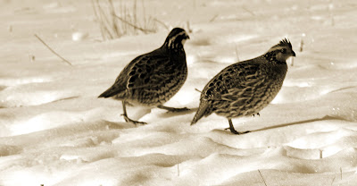 Explore Missouri: Bobwhite Quail