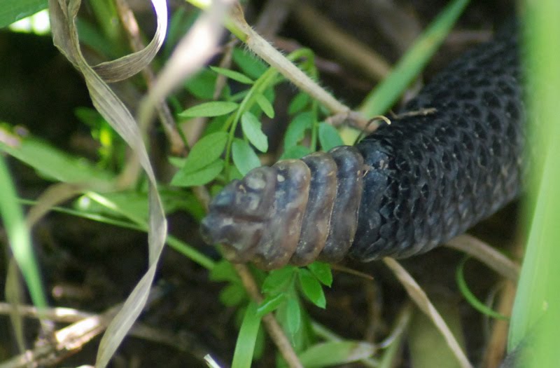 Explore Missouri: Timber Rattlesnakes
