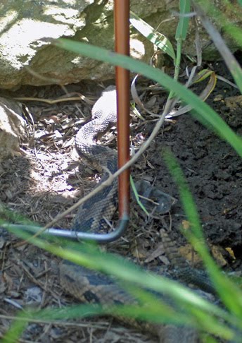 Explore Missouri: Timber Rattlesnakes