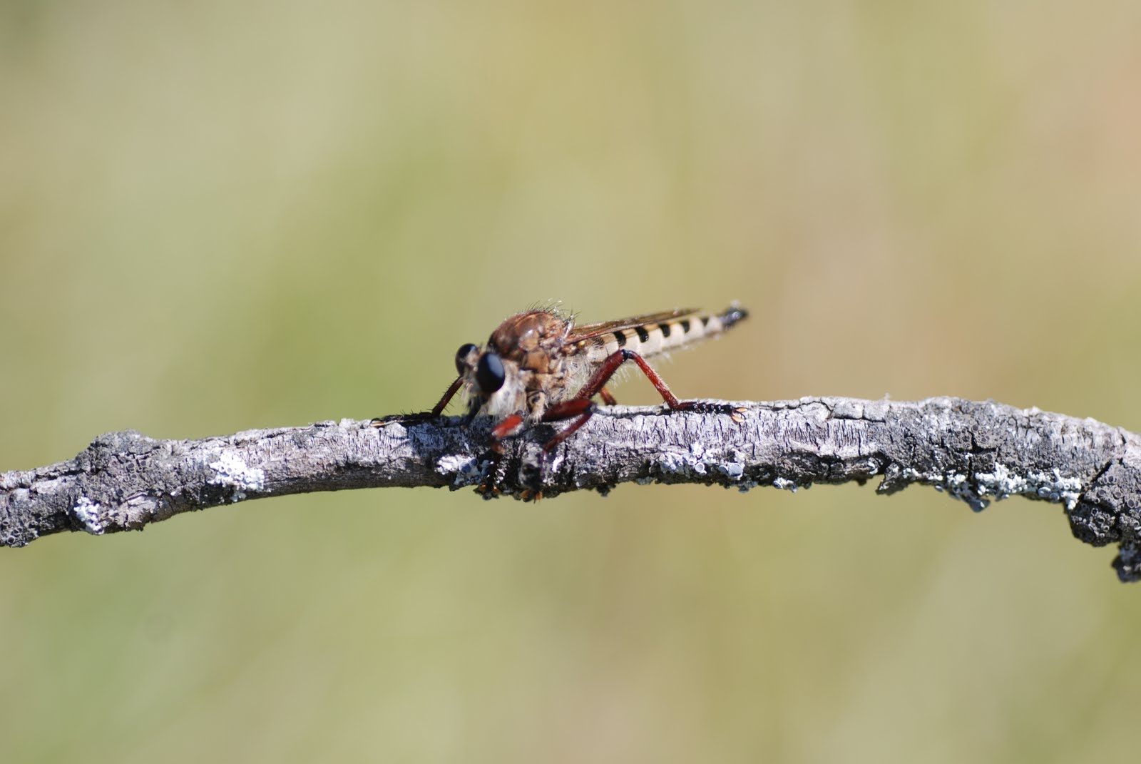 MObugs: Giant Robber Fly