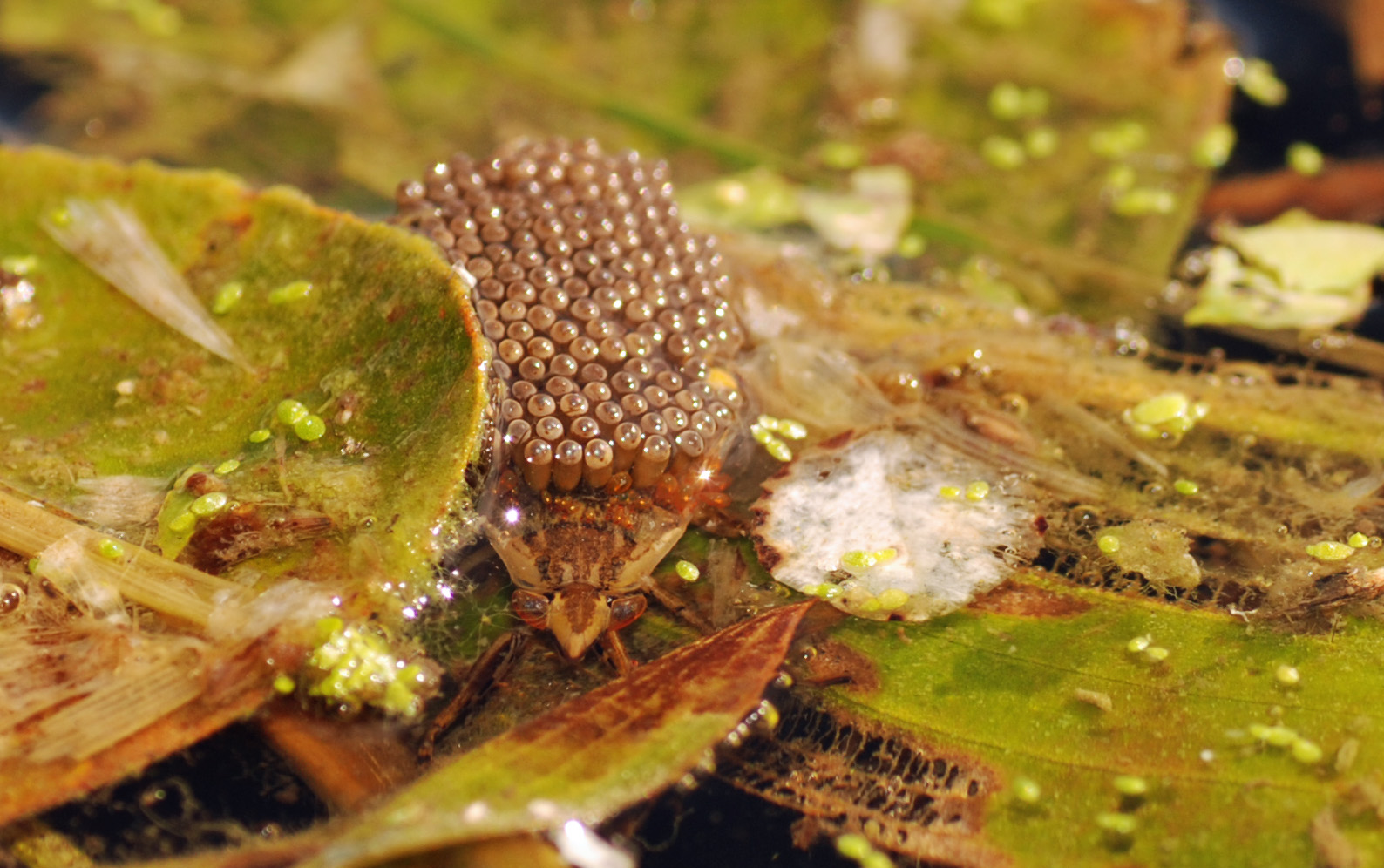 MObugs Predaceous Diving Bug mobugs-predaceous-diving-bug