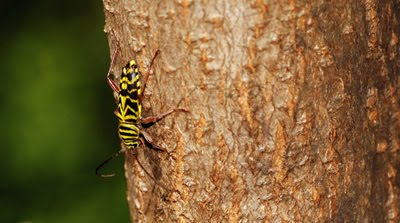 MObugs: Locust Borer