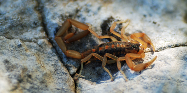 MObugs: Striped Bark Scorpion