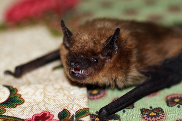 MObugs: Batty for Bugs...or...Buggy for Bats