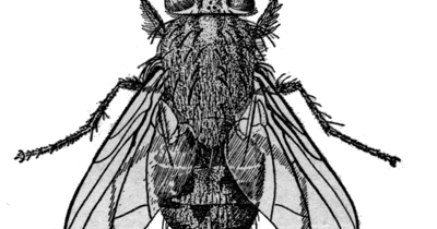 inc. magazine: King Fly