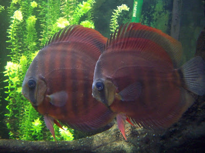 Chanchan Discus: L'origine de mes discus Red Cover.