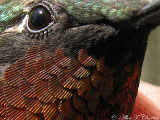 Michigan Hummingbird Guy: Birds Up Close and Personal
