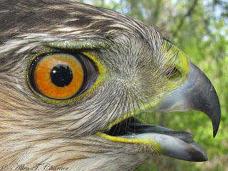 Michigan Hummingbird Guy: Birds Up Close and Personal