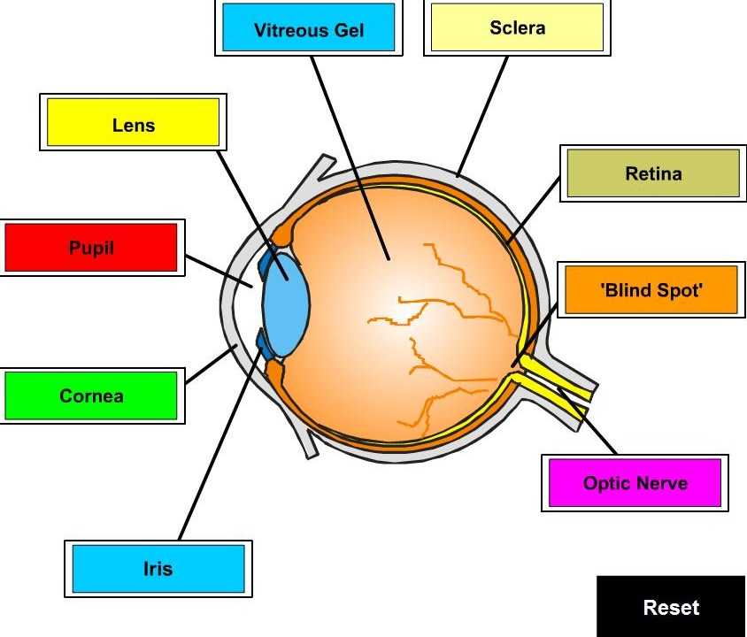 ATELIER WEB 2.0: Anatomie umană : Ochiul