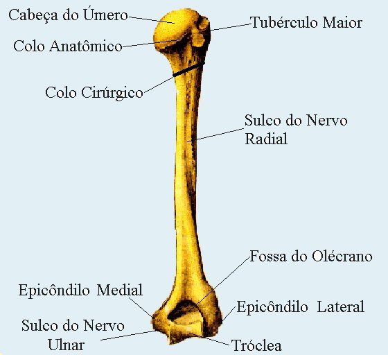 Cinesiologia: Osteologia