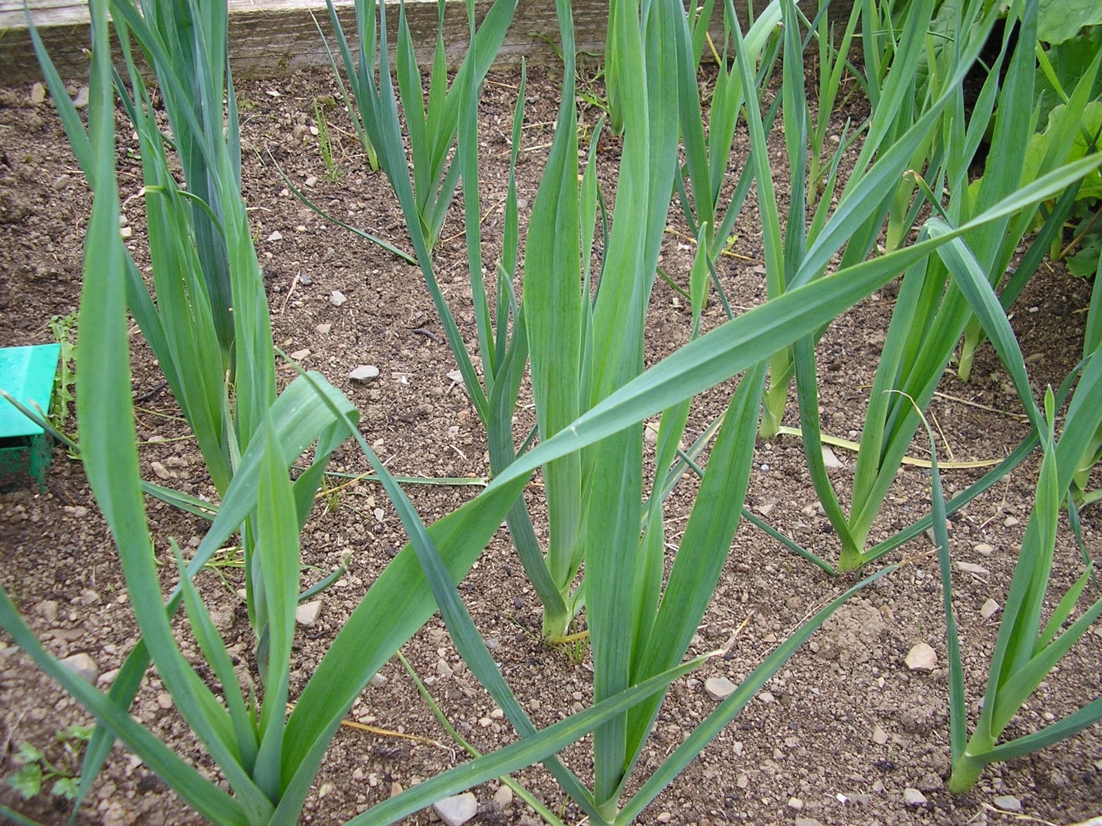 How to Grow Leeks