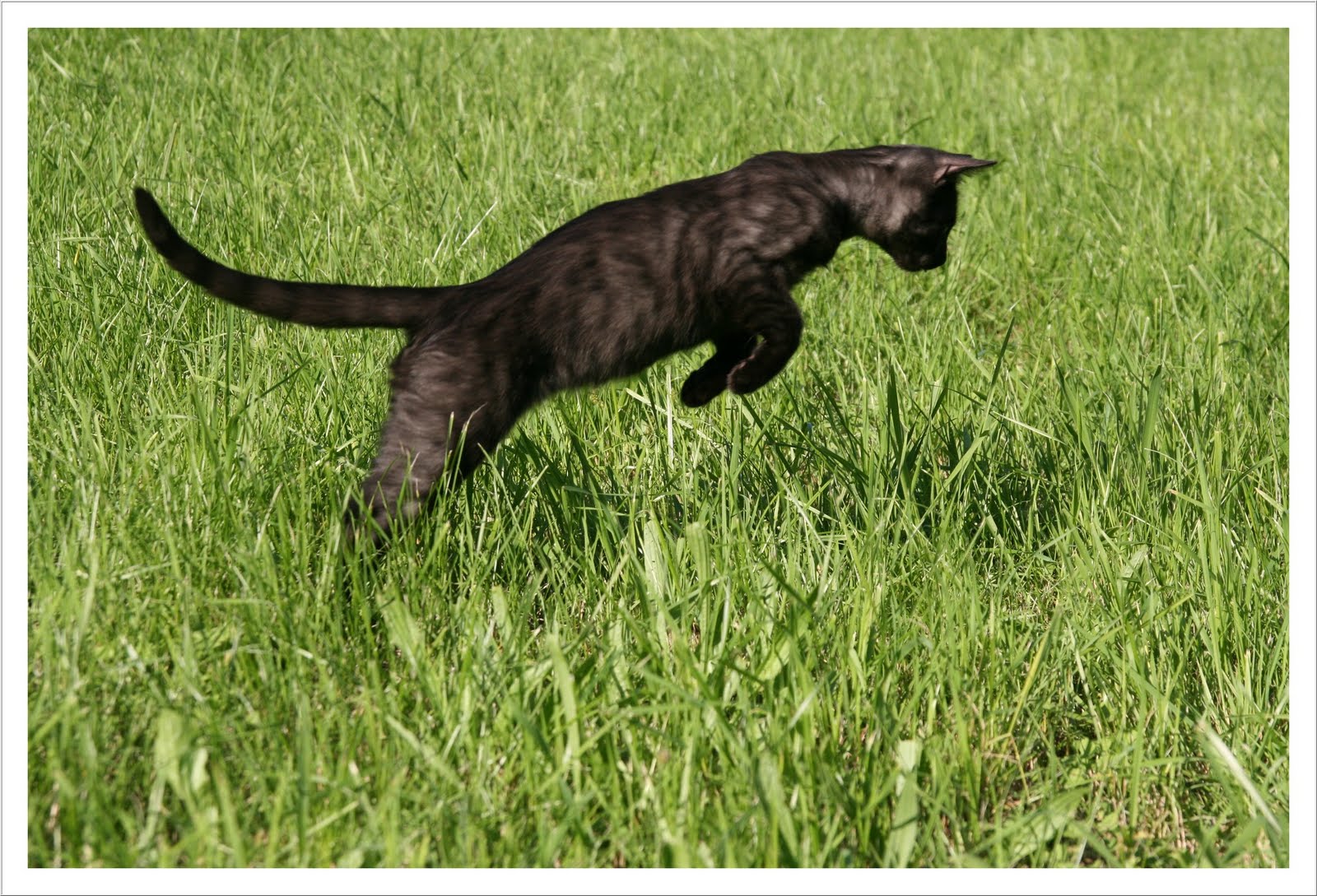 Mit Nadel und Faden: Katzensprung