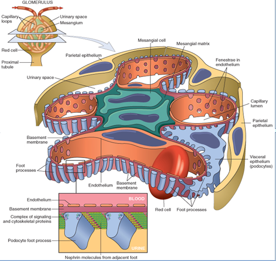 MBBS Medicine (Humanity First): Basic structure of a Glomerulus.